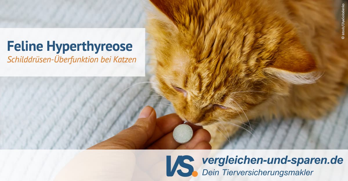 Feline Hyperthyreose: Schilddrüsenüberfunktion bei Katzen