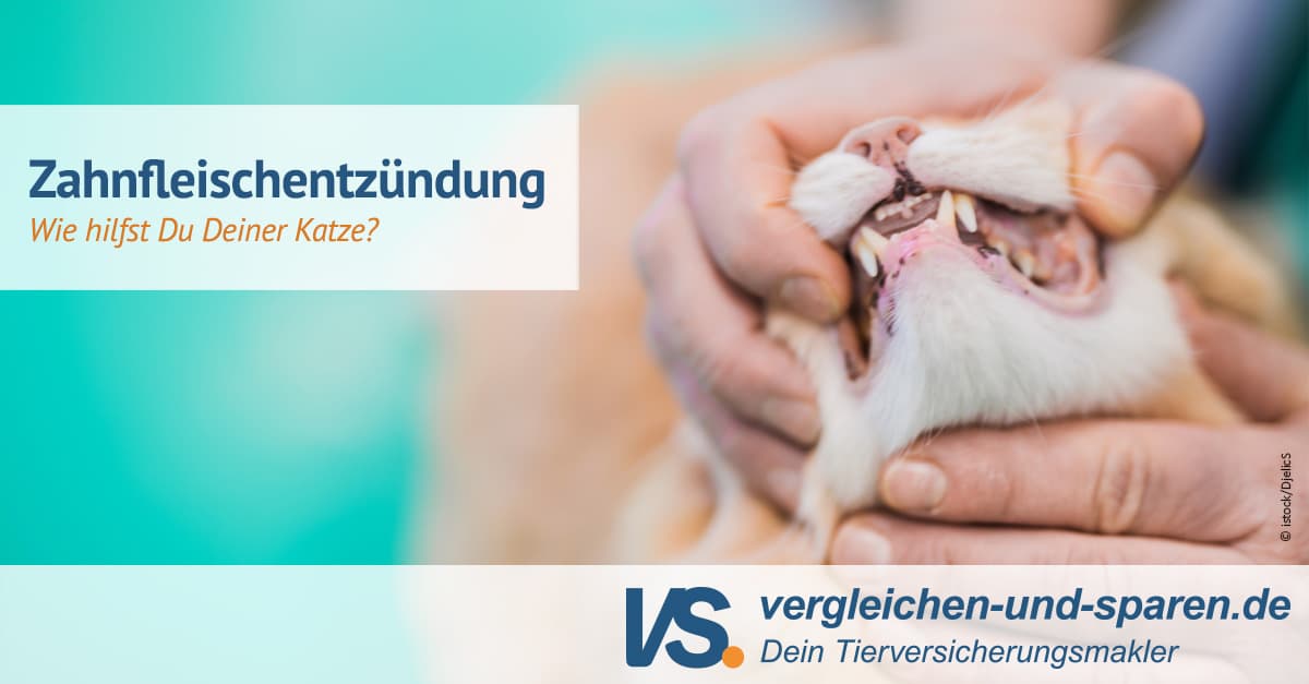 Zahnfleischentzündung bei Katzen