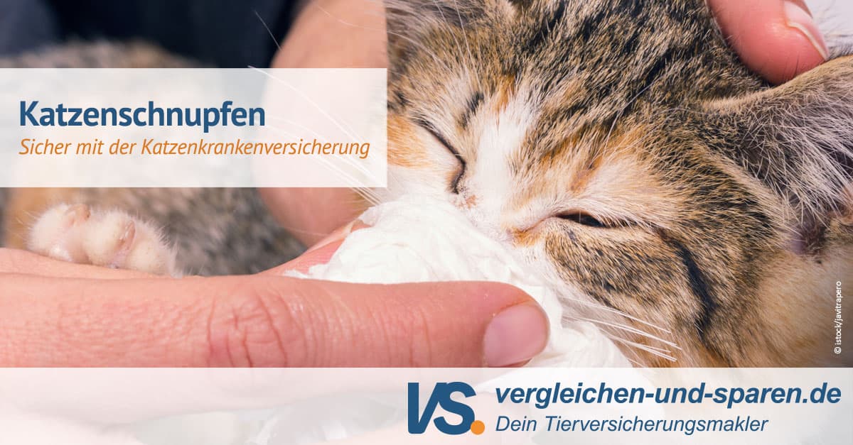 Katzenschnupfen - mehr als eine Erkältung
