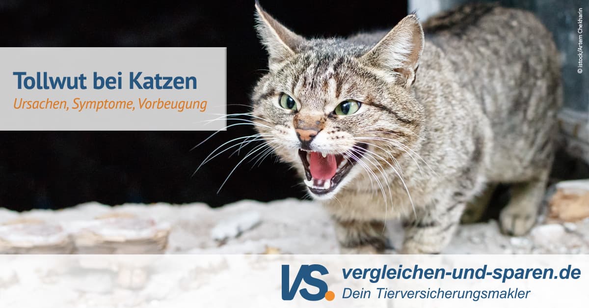Luxus Tollwut Bei Katzen Bild