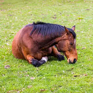 Was den ACTH-Wert beim Pferd mit Cushing verbindet