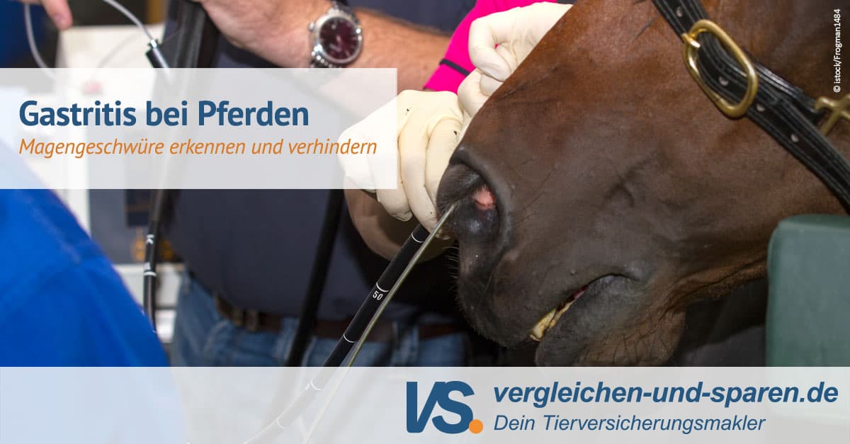 Magengeschwüre beim Pferd - Symptome