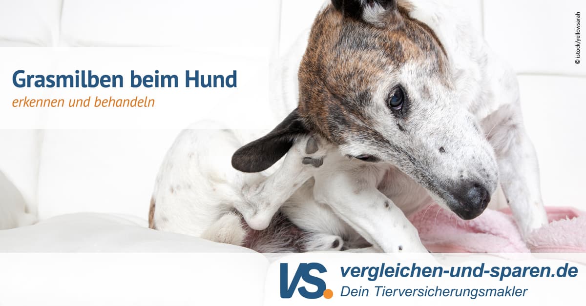 Grasmilben - Hunde leiden besonders