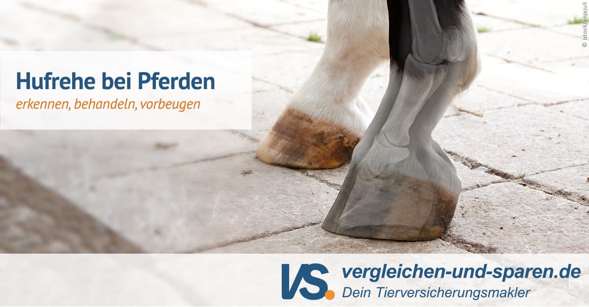 Hufrehe bei Pferden - alle Informationen