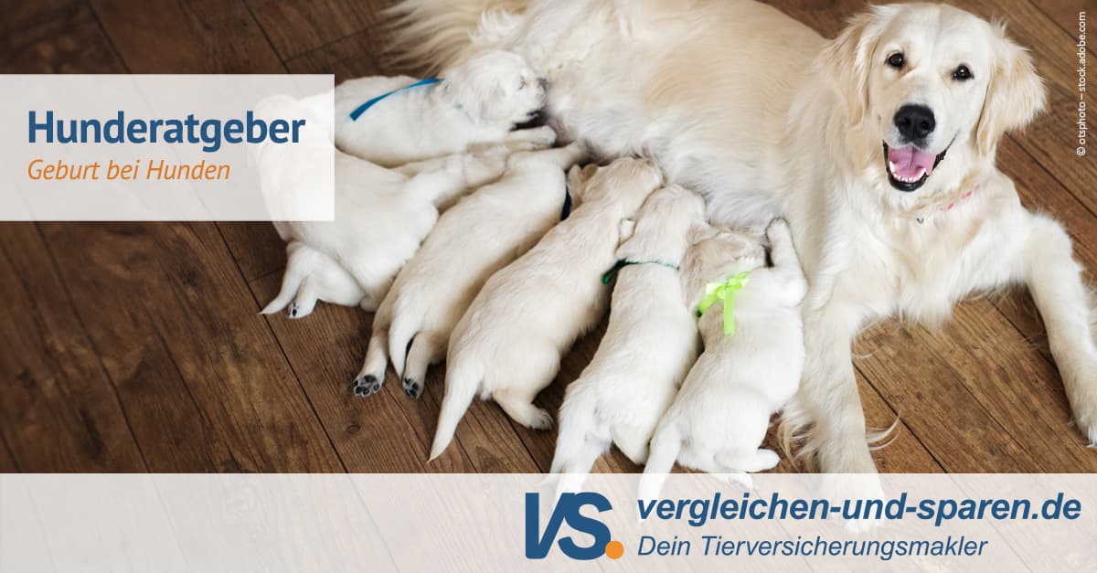 Hundegeburt - wie sie abläuft, was Du tun musst