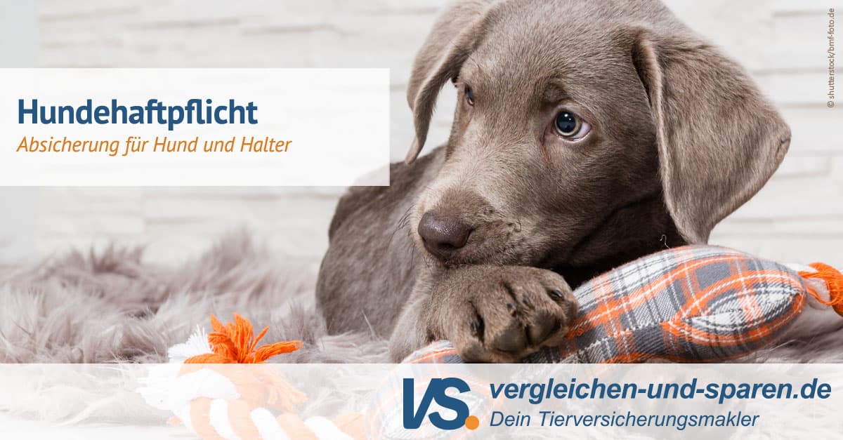 Hundehaftpflicht Kndigen Wegen Tod