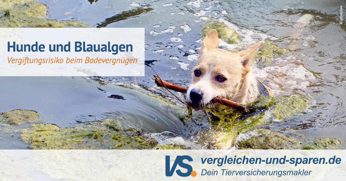 Erstaunlich Blaualgen Hund Symptome Bilder