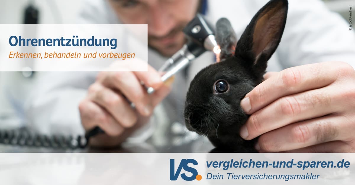 Ohrenentzündung - wenn Kaninchen leiden