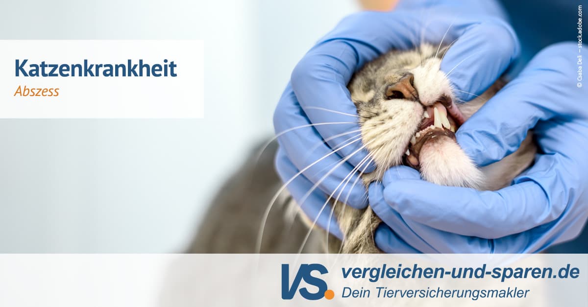 Ein Abszess bei der Katze näher erklärt