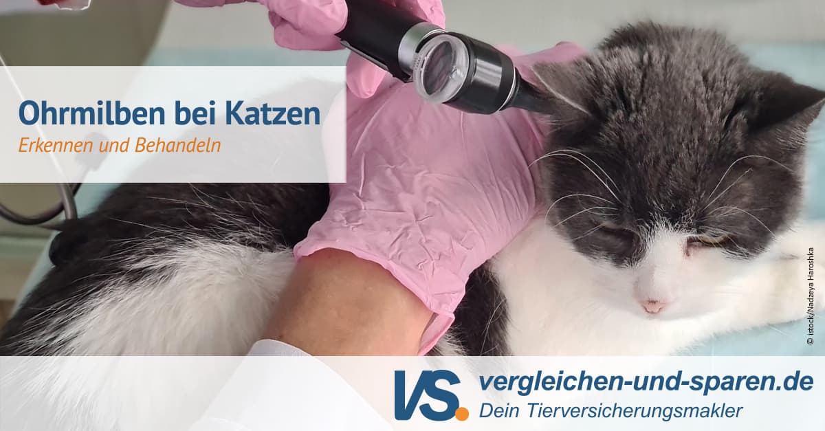 Ohrmilben bei Katzen – Vorbeugung und Therapie