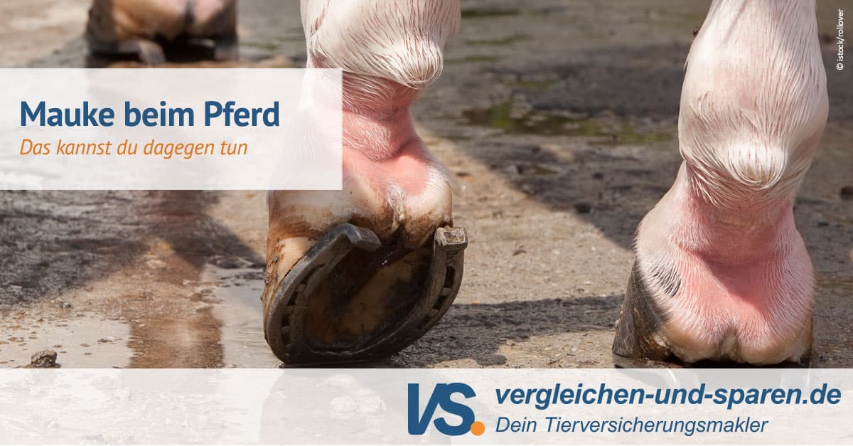 Mauke beim Pferd: Schutz ist wichtig