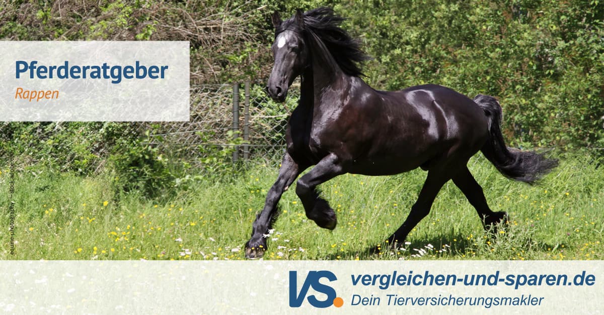 Rappe - die schwarze Pferdeschönheit